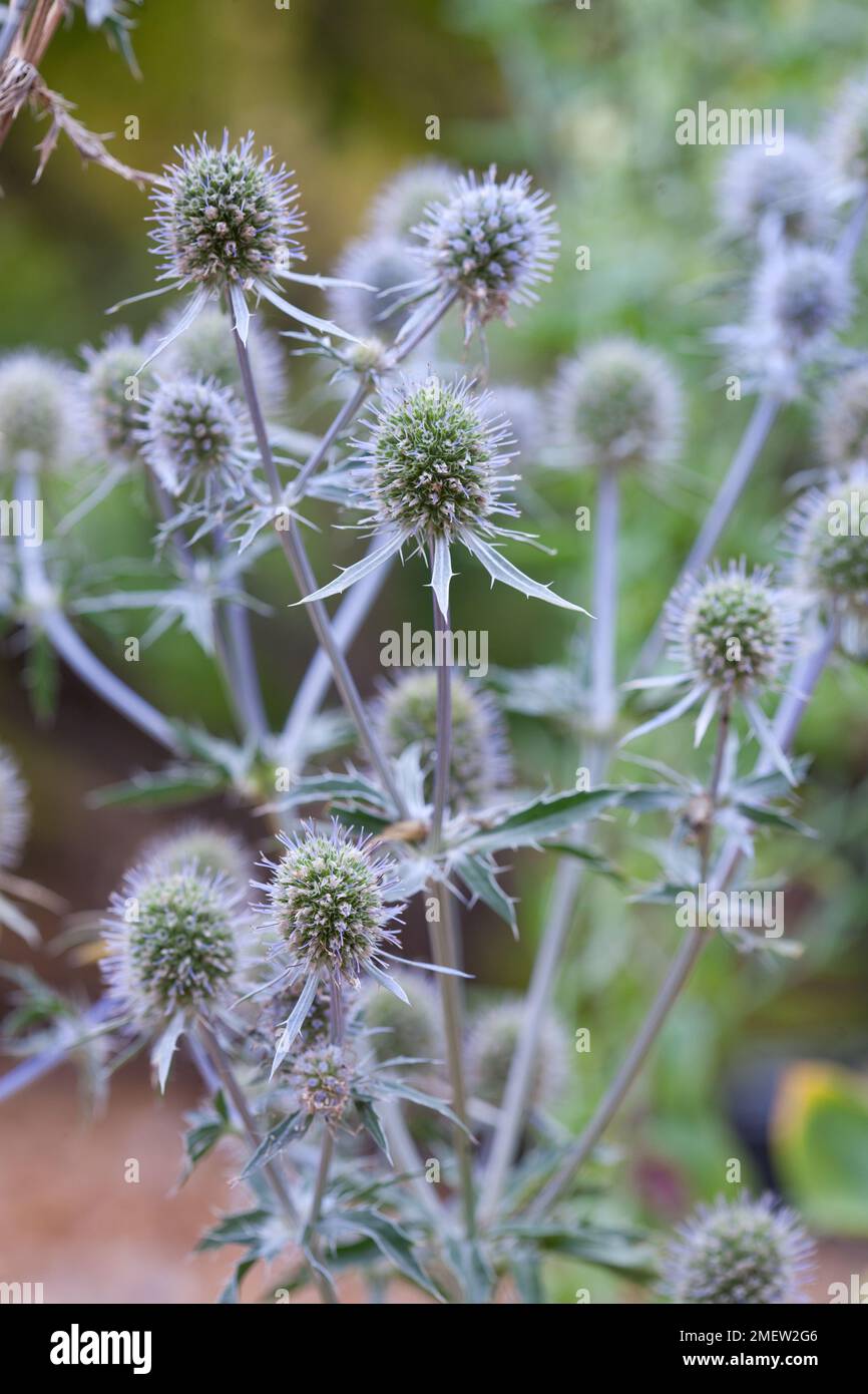Caeruleum hi-res stock photography and images - Alamy
