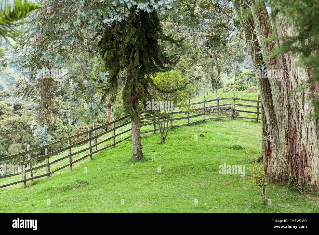 Beautiful view of a natural landscape; Tree, green grass, and fence ...