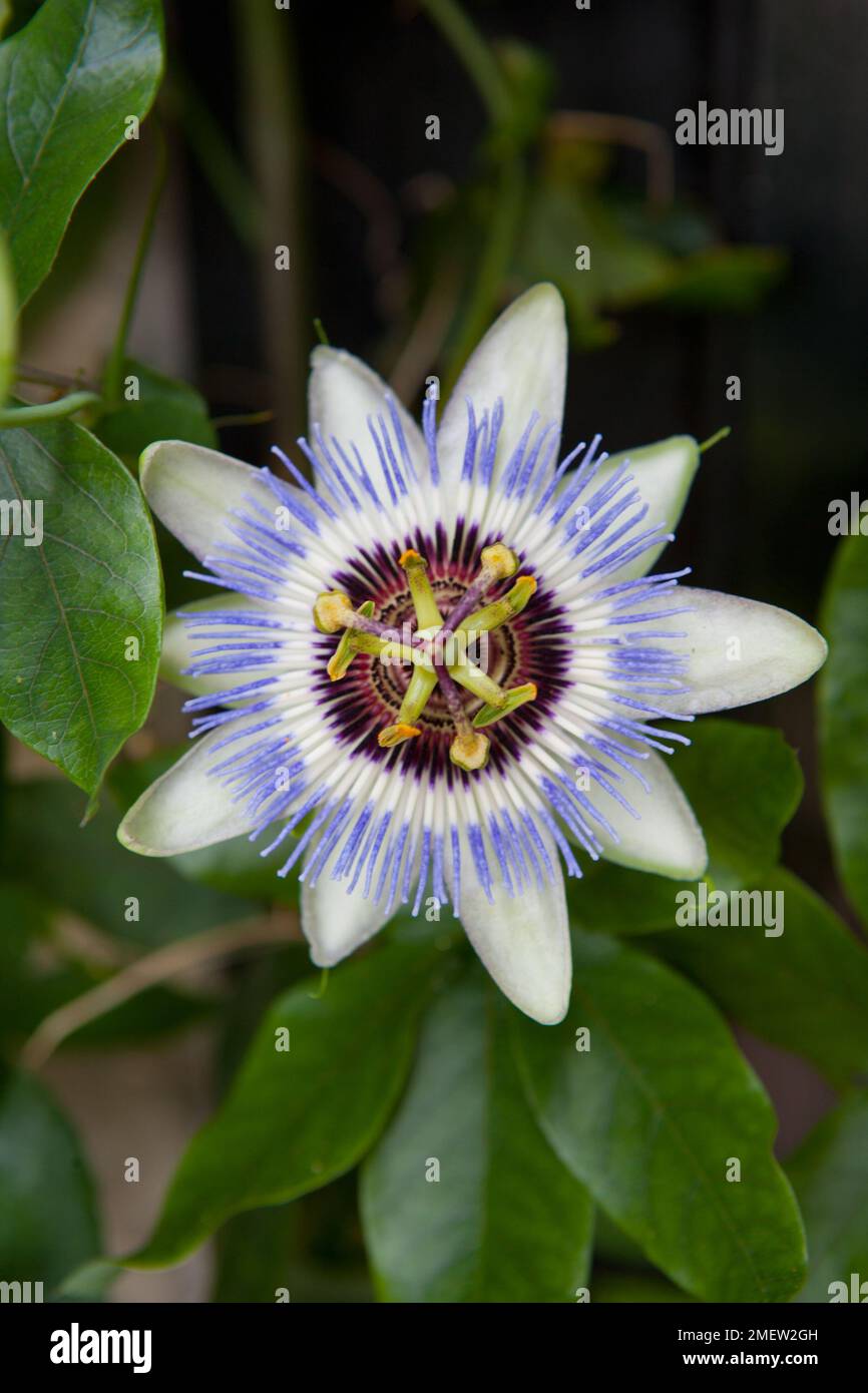 Passiflora caerulea 'Clear Sky' Stock Photo - Alamy