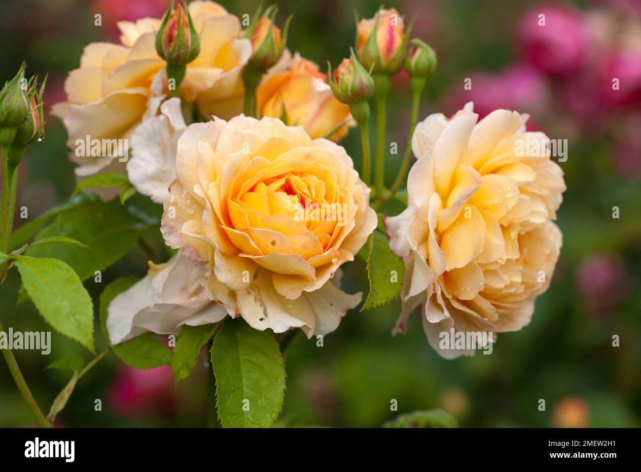 Grace botanical plants hi-res stock photography and images - Alamy