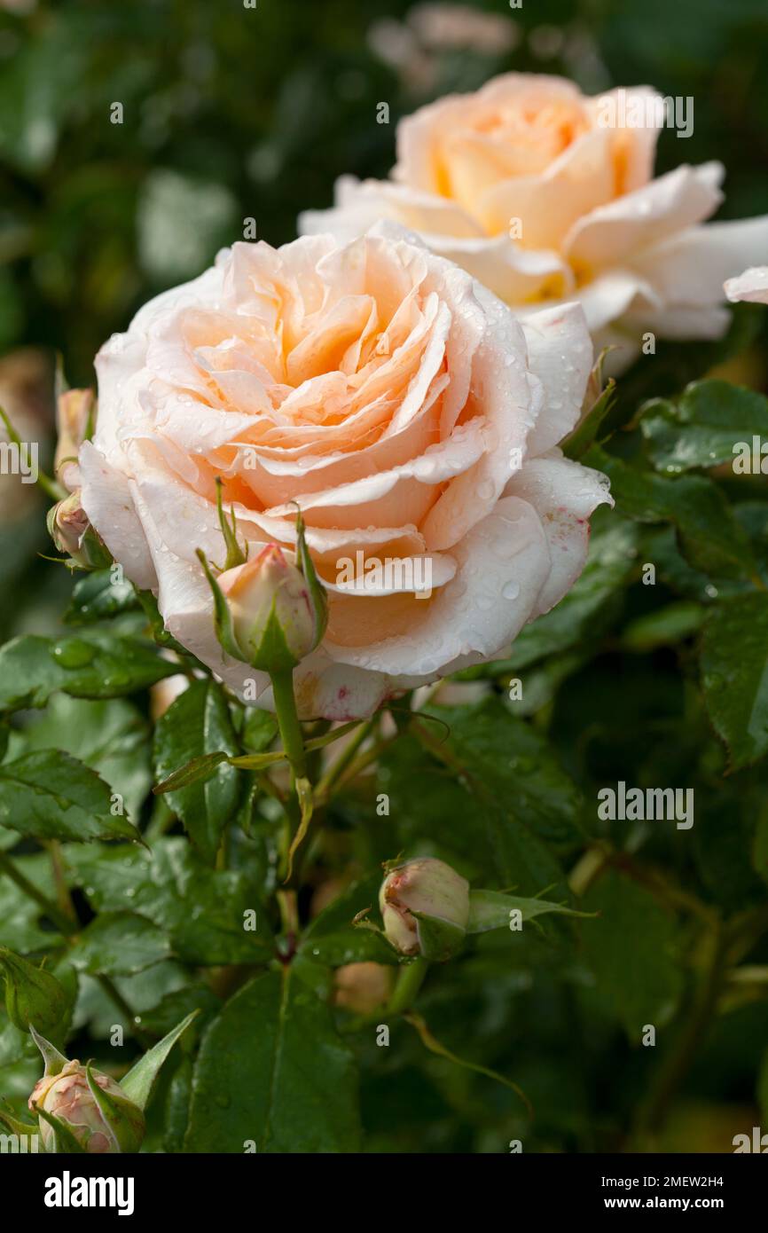 Rosa Chandos Beauty 'Harmisty' Stock Photo - Alamy