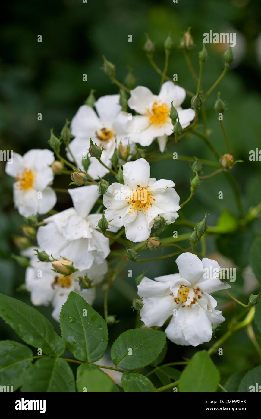 Rosa multiflora flower hi-res stock photography and images - Alamy