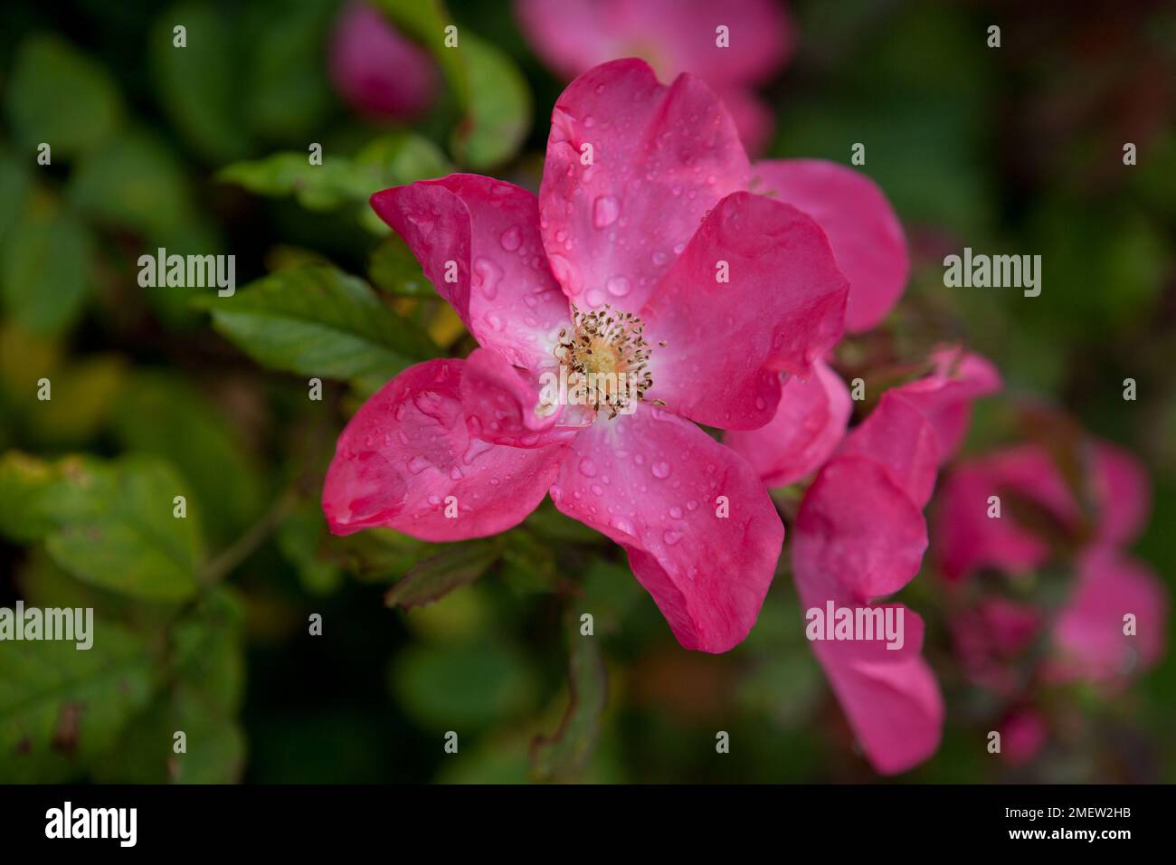 Picardy rose hi-res stock photography and images - Alamy