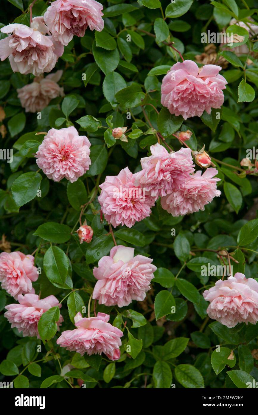 Rosa paul transon hi-res stock photography and images - Alamy