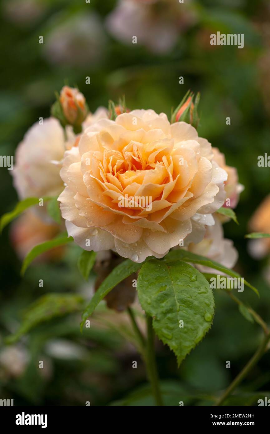 Botanical grace hi-res stock photography and images - Alamy