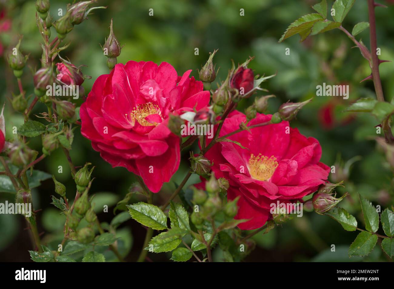 Henry kelsey hi-res stock photography and images - Alamy