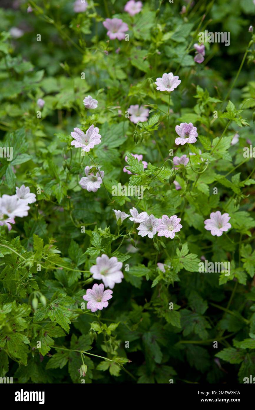 Geranium oxonianum hi-res stock photography and images - Alamy