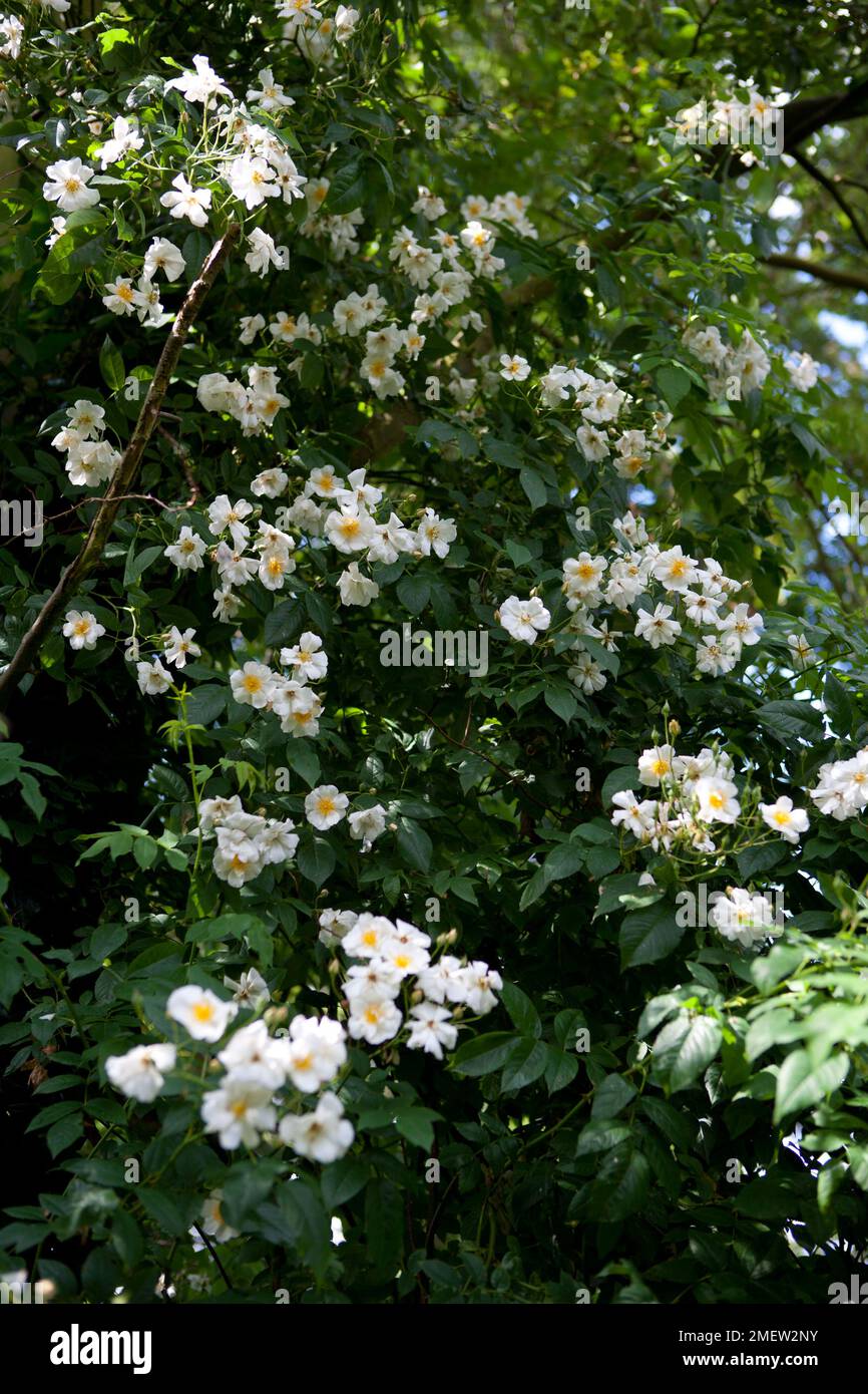 Rosa multiflora flower hi-res stock photography and images - Alamy