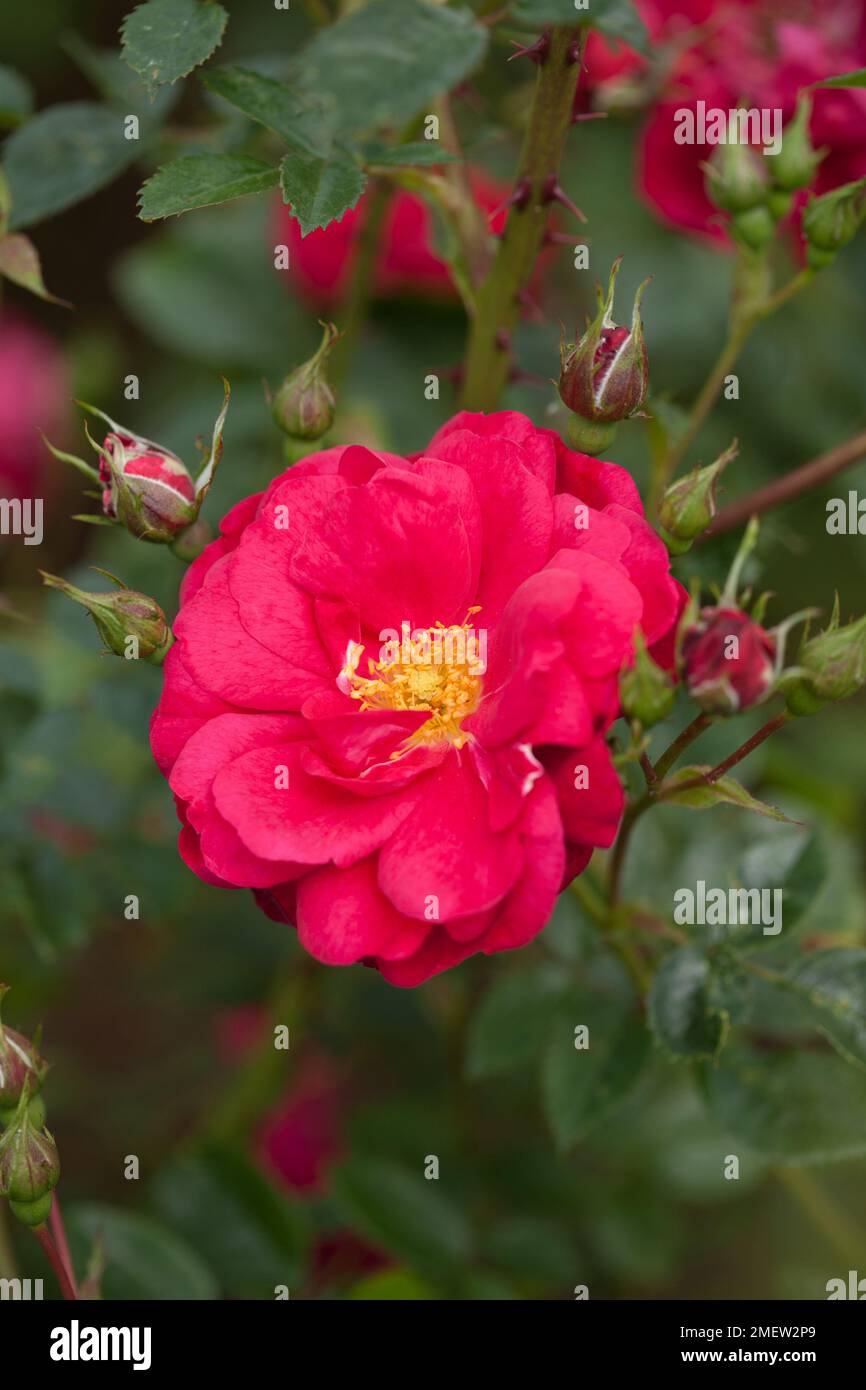 Henry blossom hi-res stock photography and images - Alamy