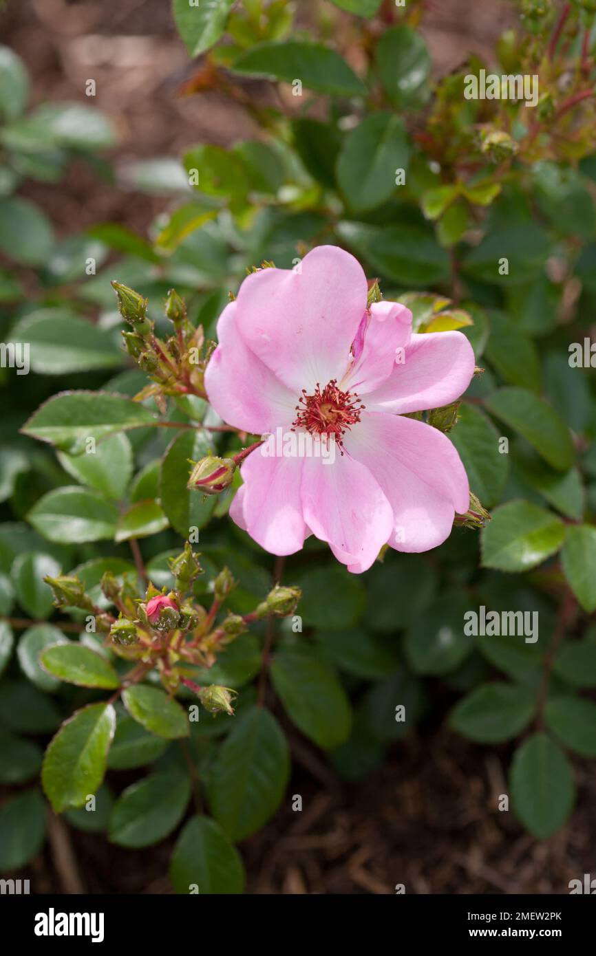 Image of sweet pink flower hi-res stock photography and images - Alamy