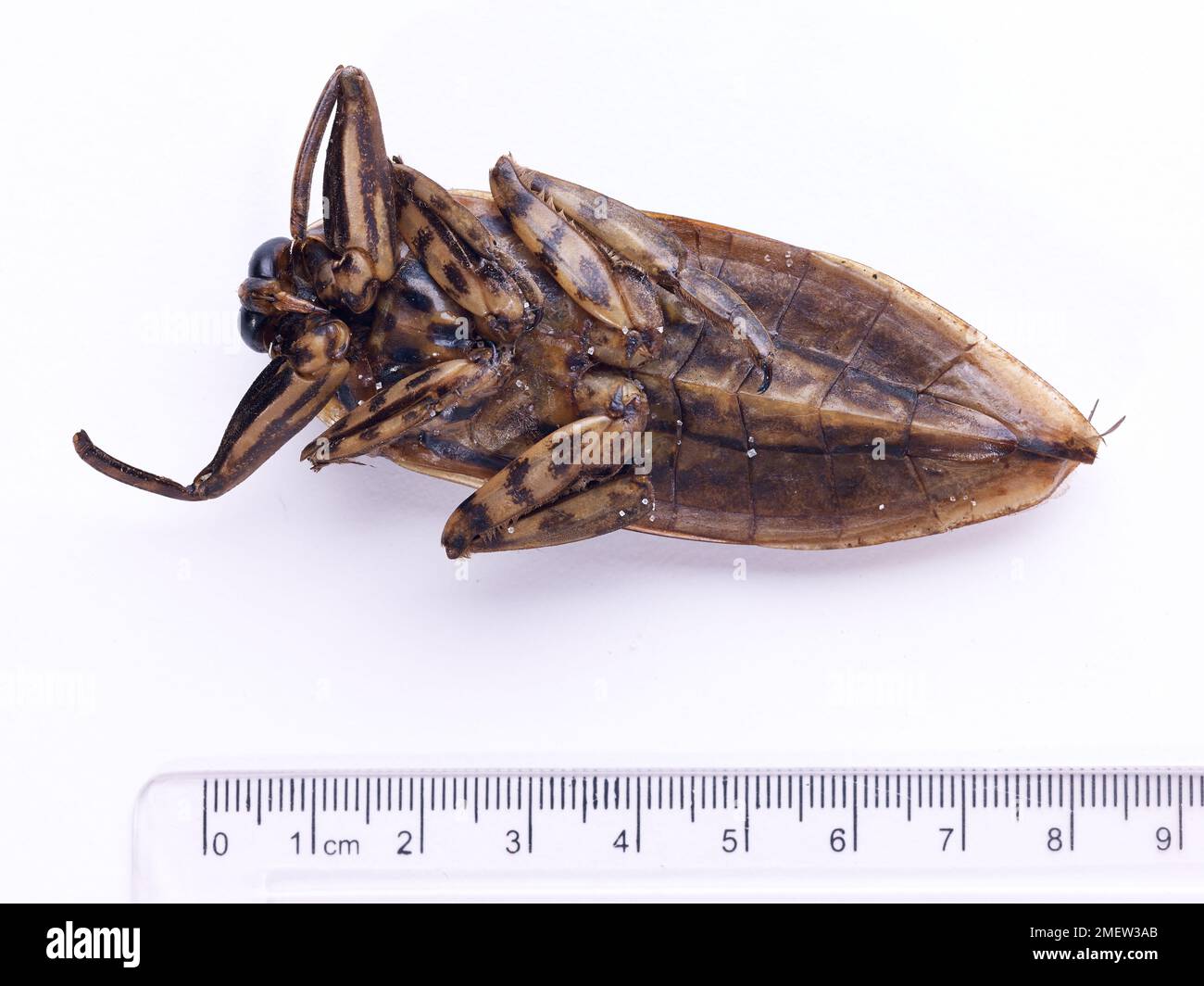 Giant water bugs Stock Photo - Alamy