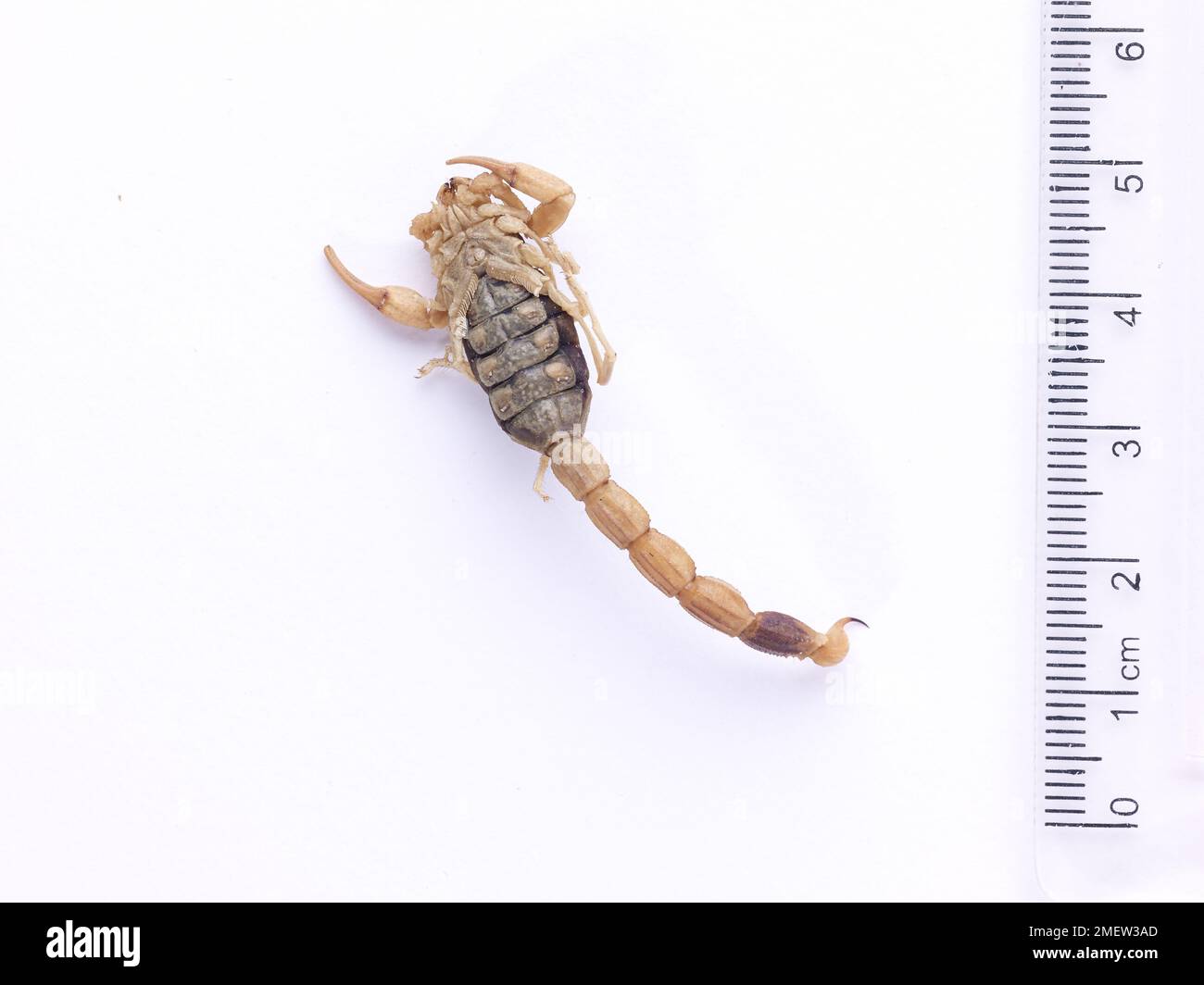 Edible armor tail scorpions Stock Photo - Alamy