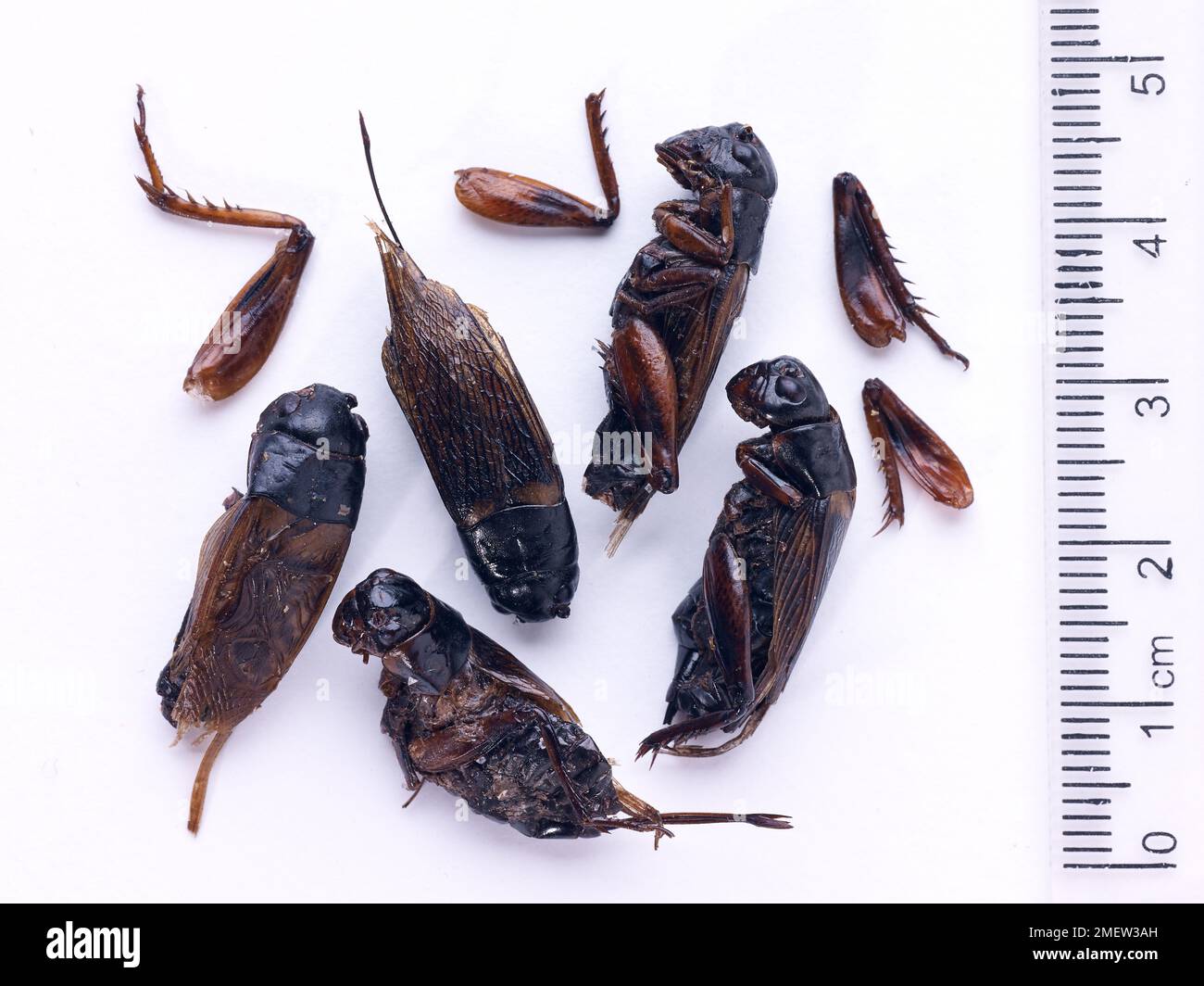 Dried edible crickets Stock Photo - Alamy