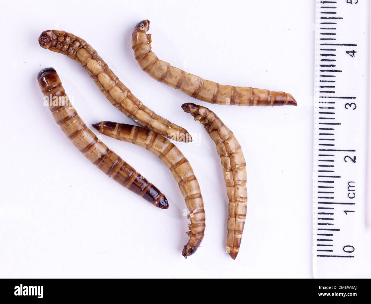 Edible mealworms hi-res stock photography and images - Alamy