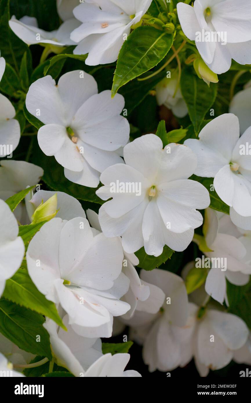 Impatiens new guinea divine hi-res stock photography and images - Alamy
