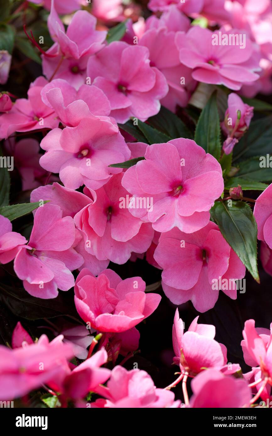 New guinea impatiens divine hi-res stock photography and images - Alamy