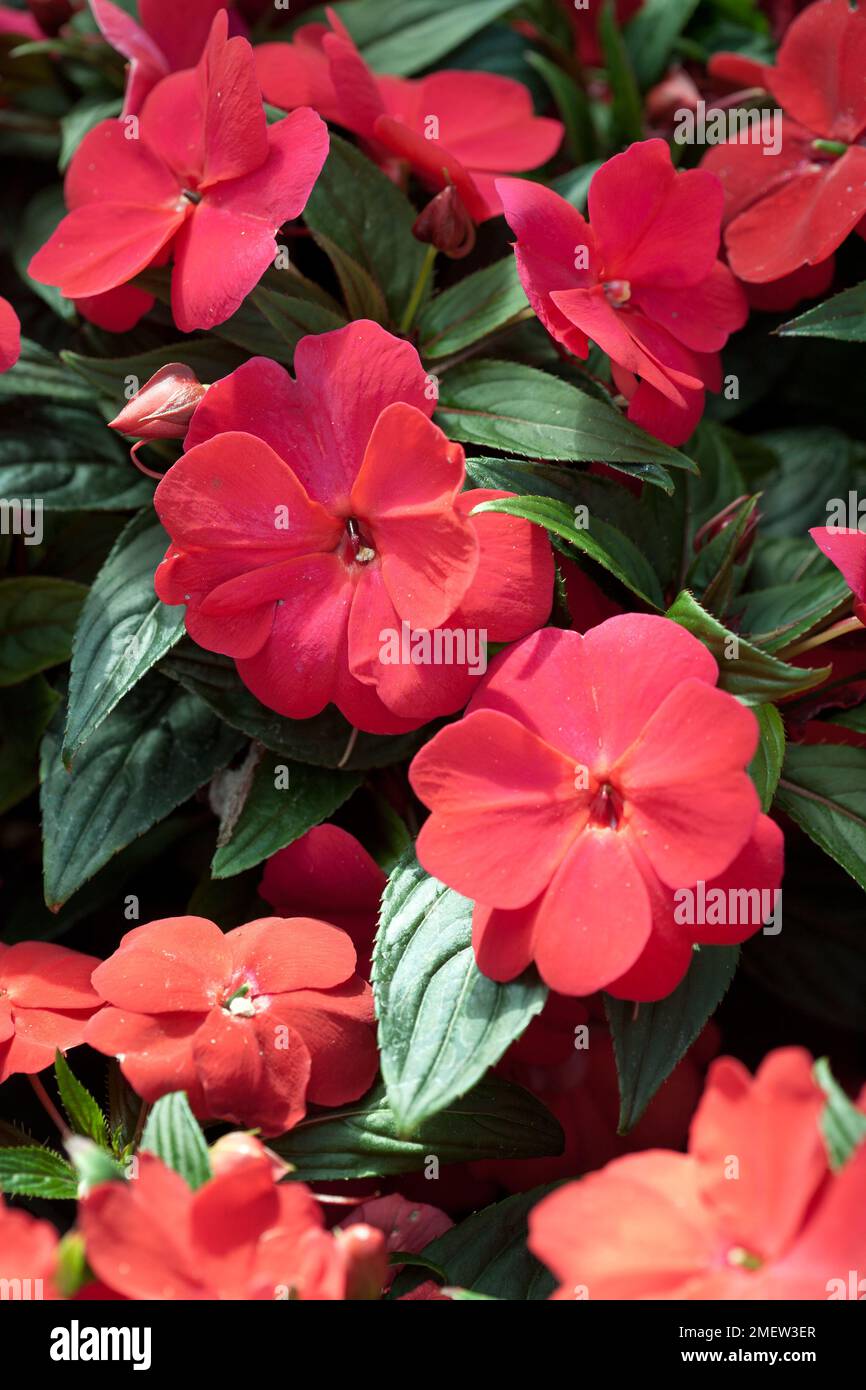 Impatiens New Guinea Divine Cherry Red Stock Photo - Alamy