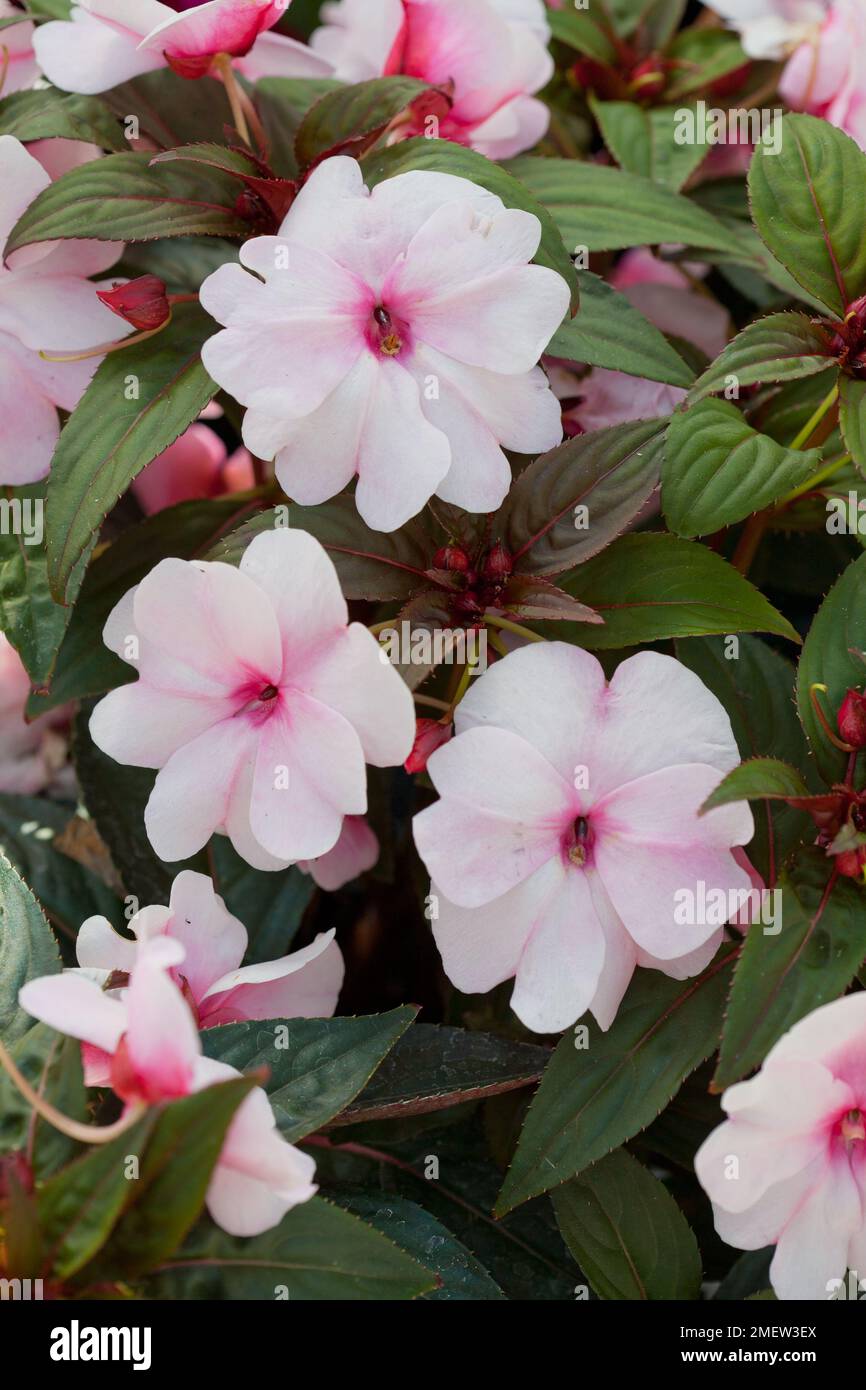 Impatiens New Guinea Divine Mystic Mixed Stock Photo - Alamy