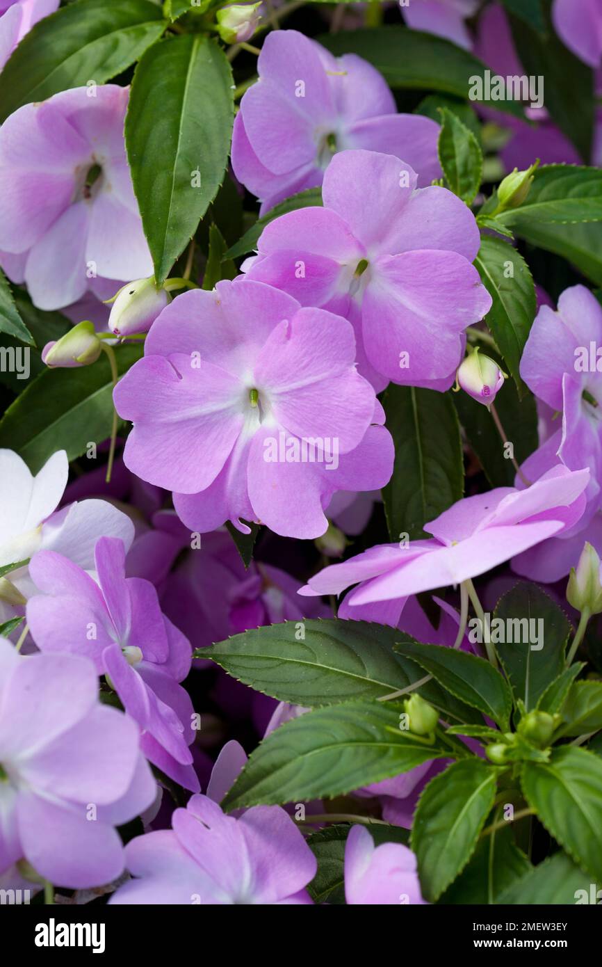 Impatiens new guinea divine hi-res stock photography and images - Alamy