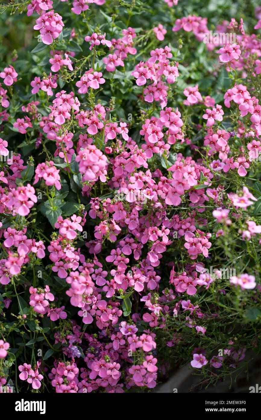 New guinea impatiens divine hi-res stock photography and images - Alamy