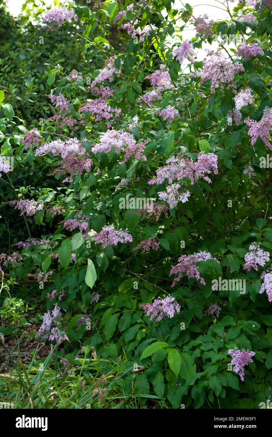 Syringa x prestoniae hi-res stock photography and images - Alamy