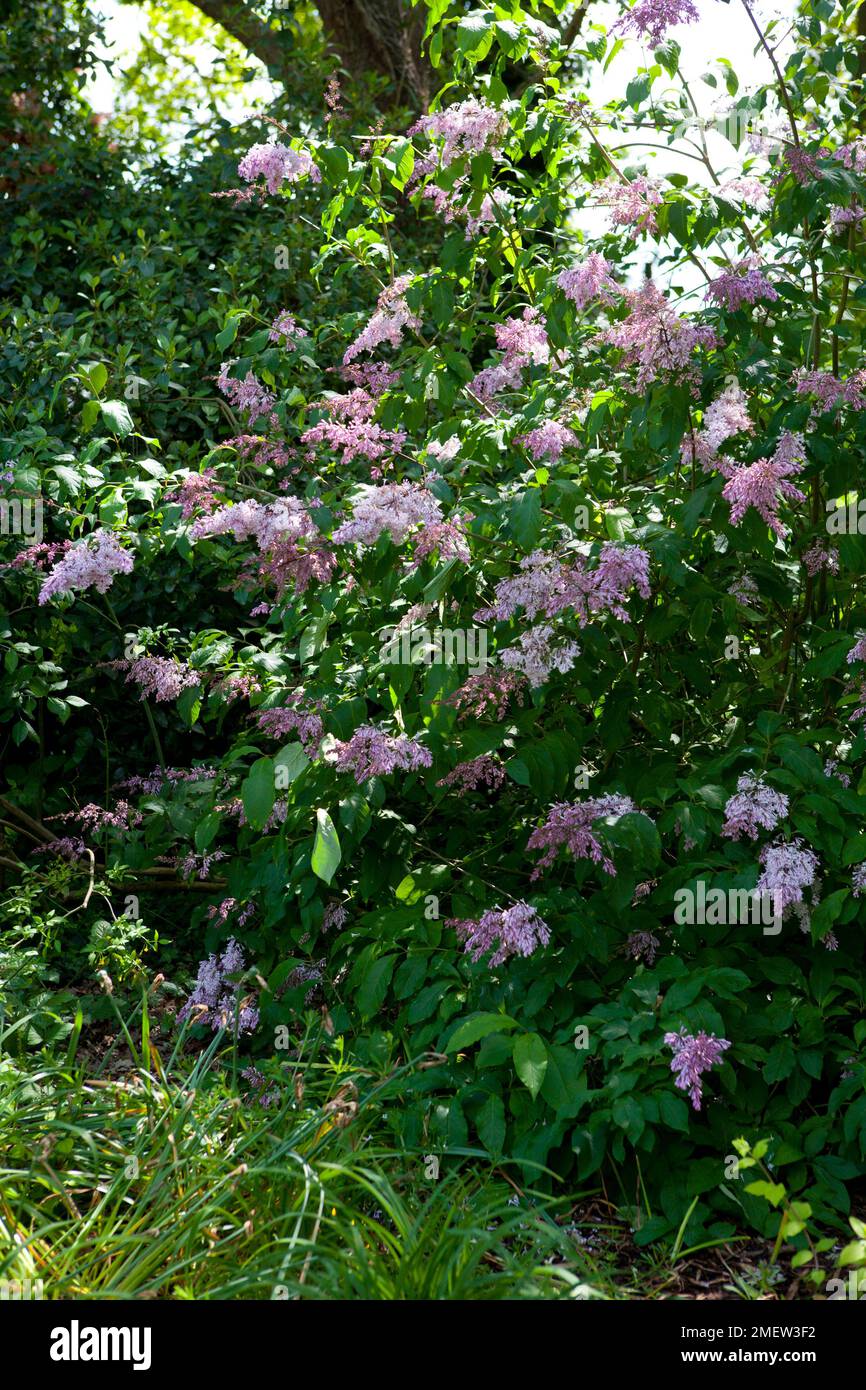 Syringa x prestoniae 'Audrey' Stock Photo - Alamy