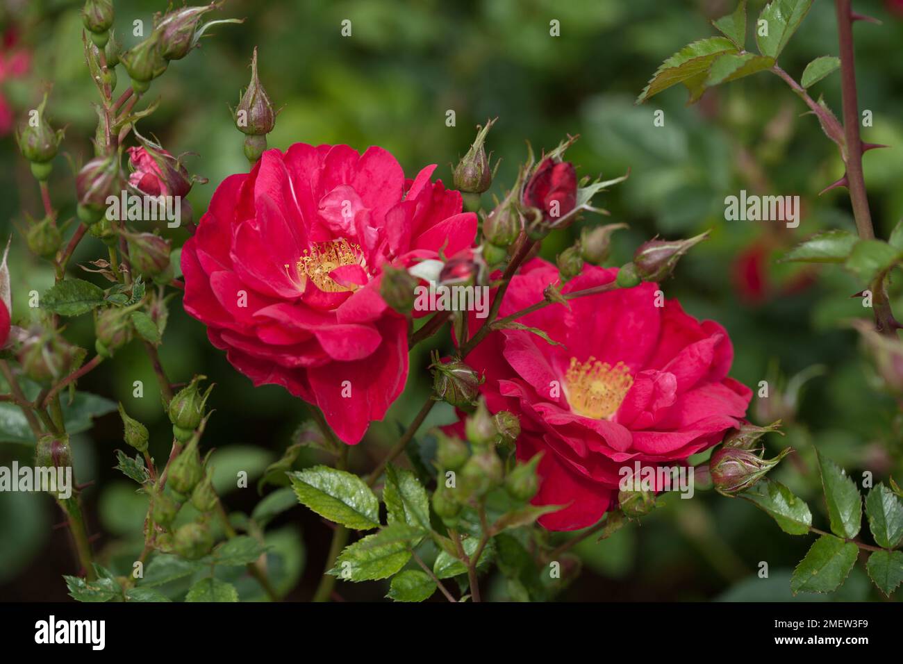 Rosa 'Henry Kelsey' Stock Photo - Alamy