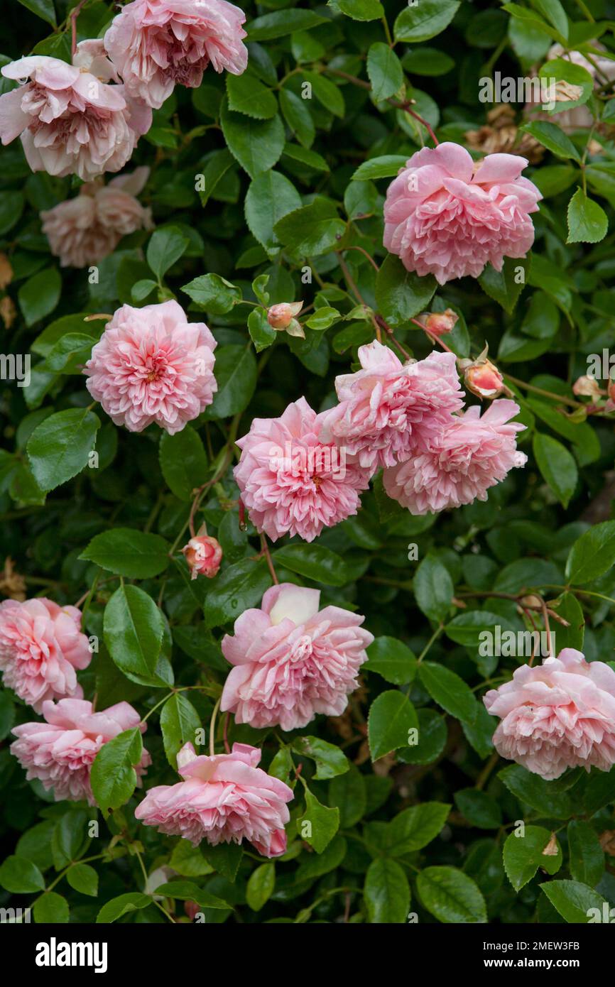 Rosa 'Paul Transon' Stock Photo - Alamy