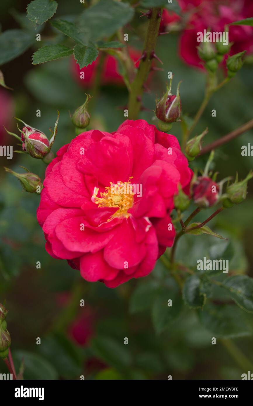 Henry blossom hi-res stock photography and images - Alamy