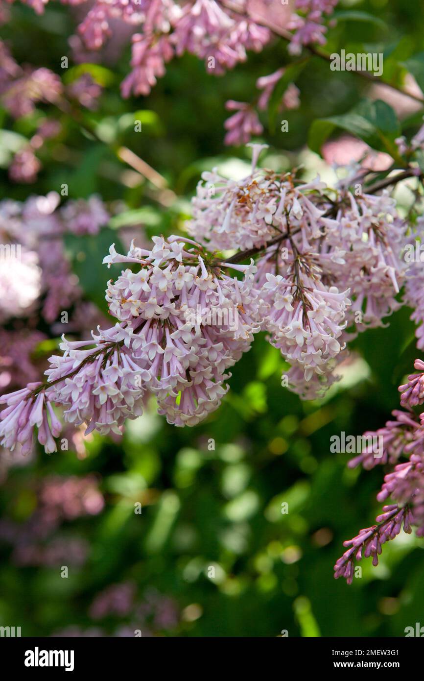 Syringa x prestoniae hi-res stock photography and images - Alamy