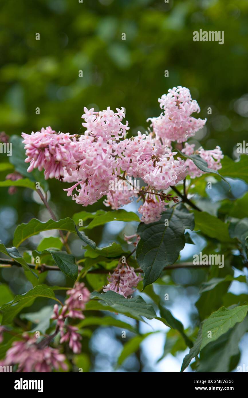 Syringa x josiflexa hi-res stock photography and images - Alamy