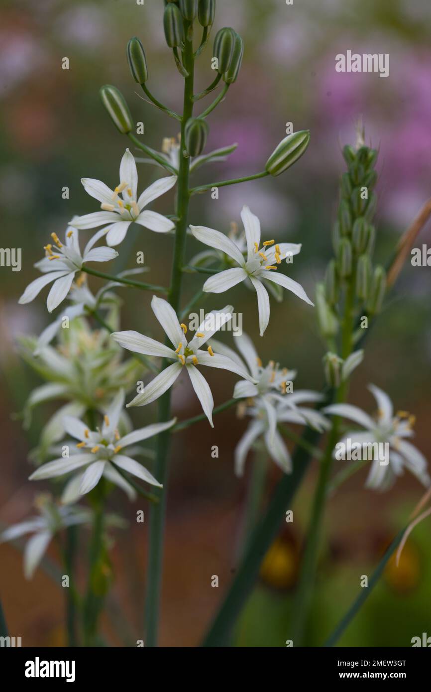 Pyramidale hi-res stock photography and images - Alamy