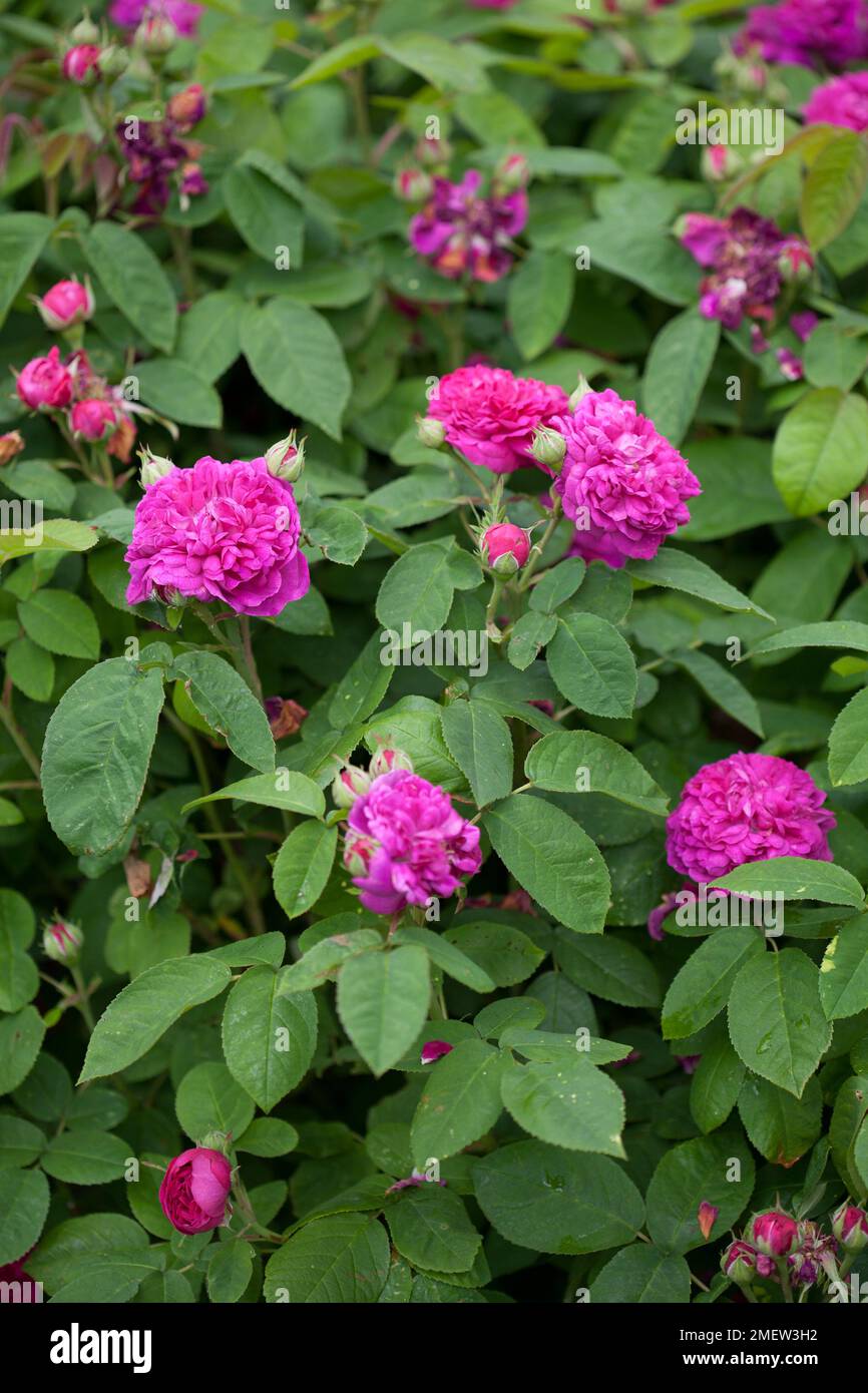 Rosa 'De Resht' Stock Photo - Alamy
