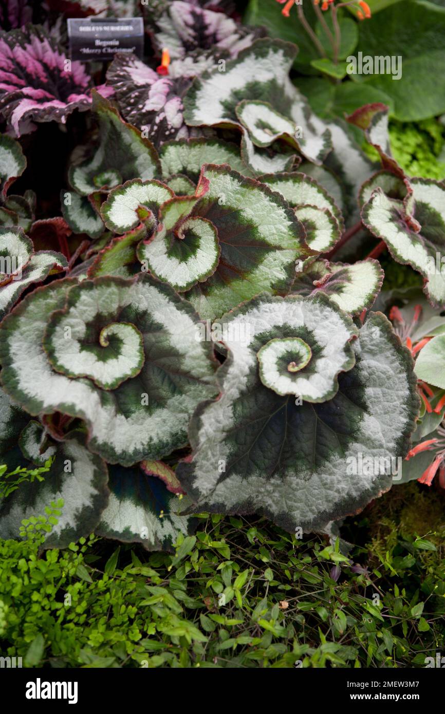 Escargot begonia hi-res stock photography and images - Alamy