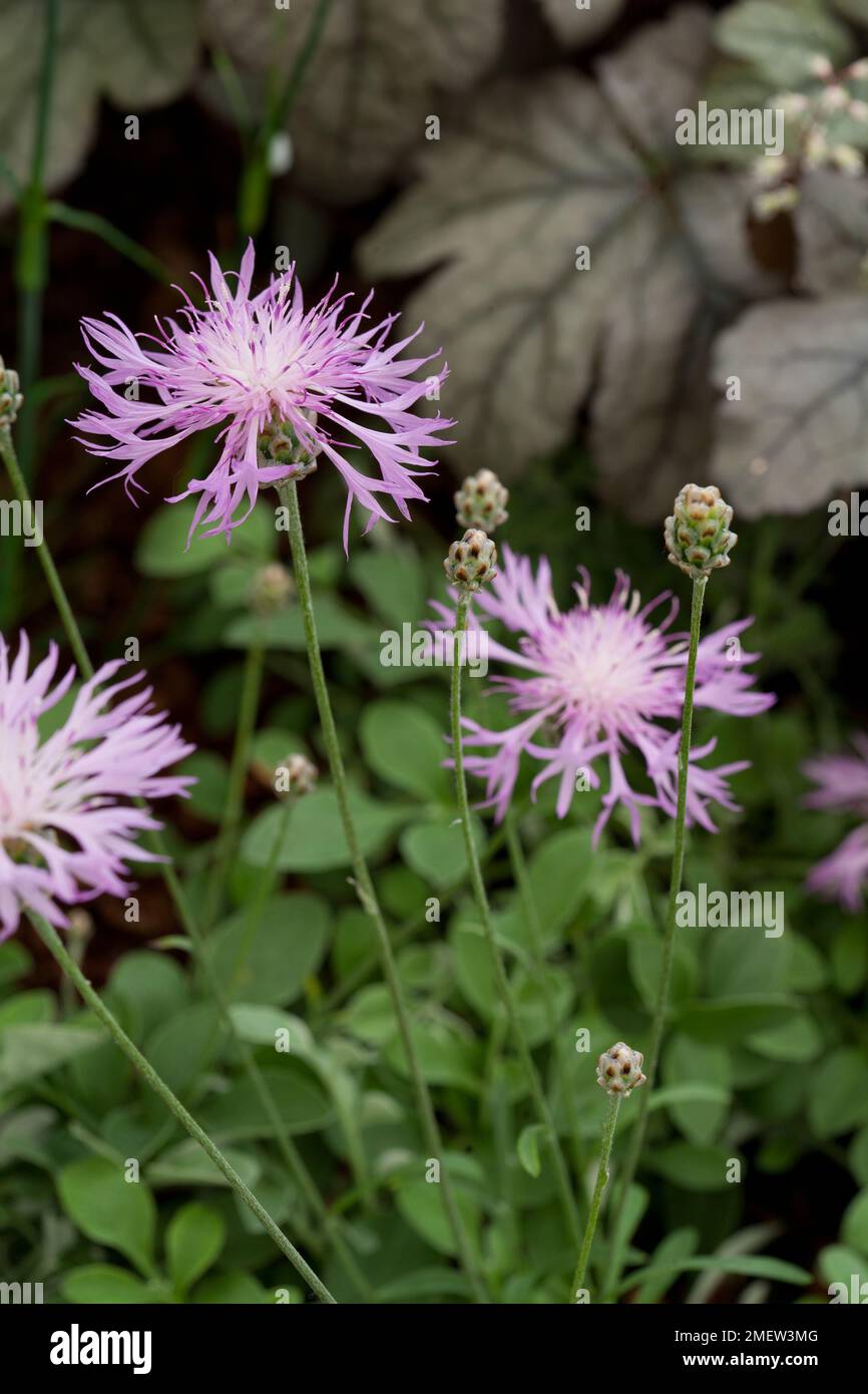 Centaurea bella hi-res stock photography and images - Alamy