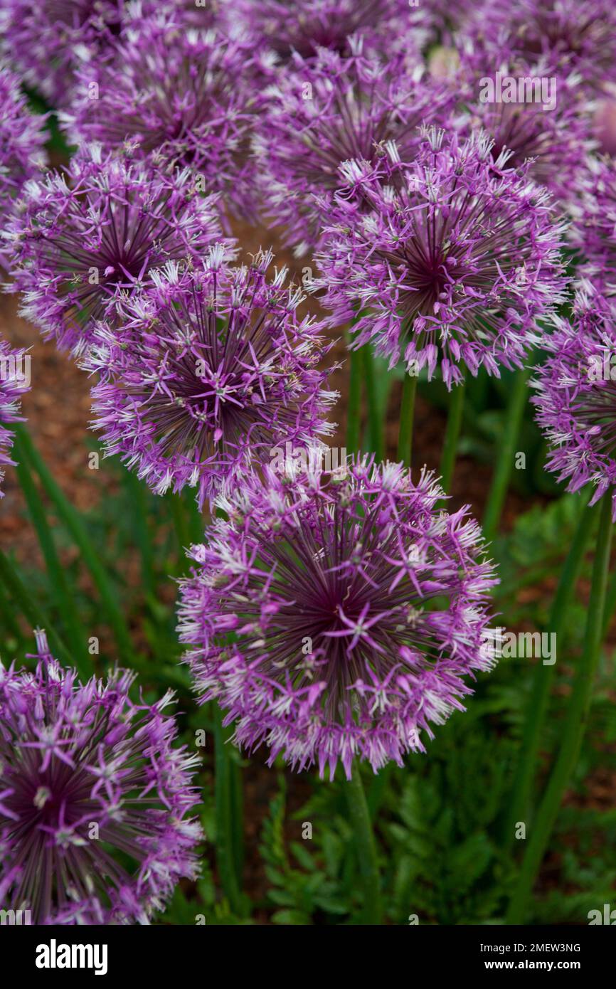 Allium 'Early Emperor' Stock Photo - Alamy