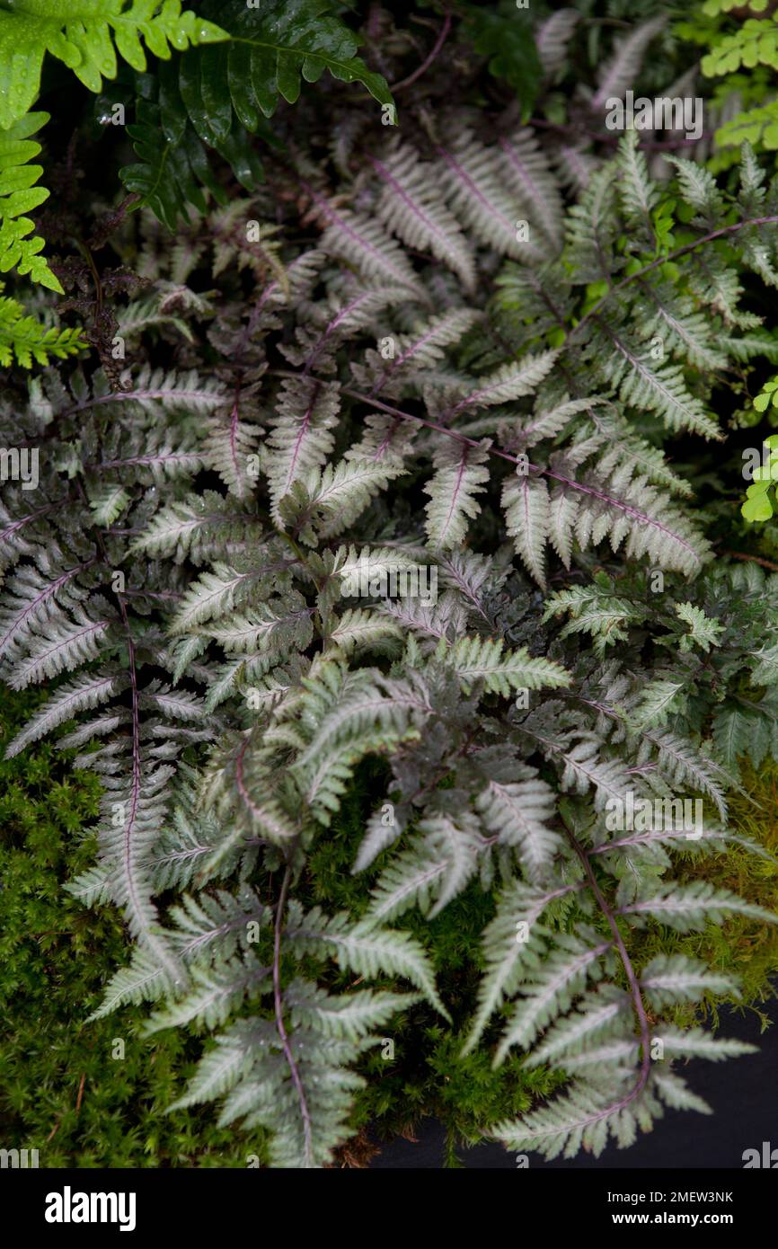 Pictum hi-res stock photography and images - Alamy