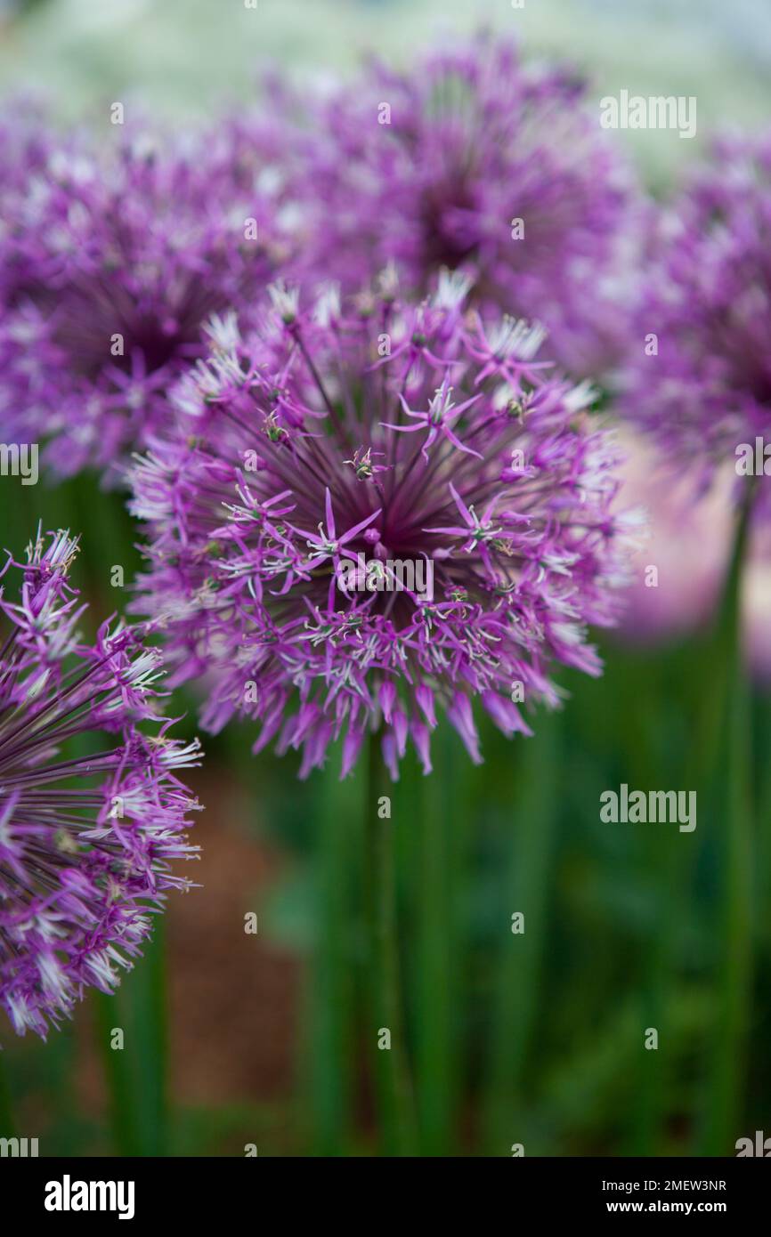 Allium 'Early Emperor' Stock Photo - Alamy