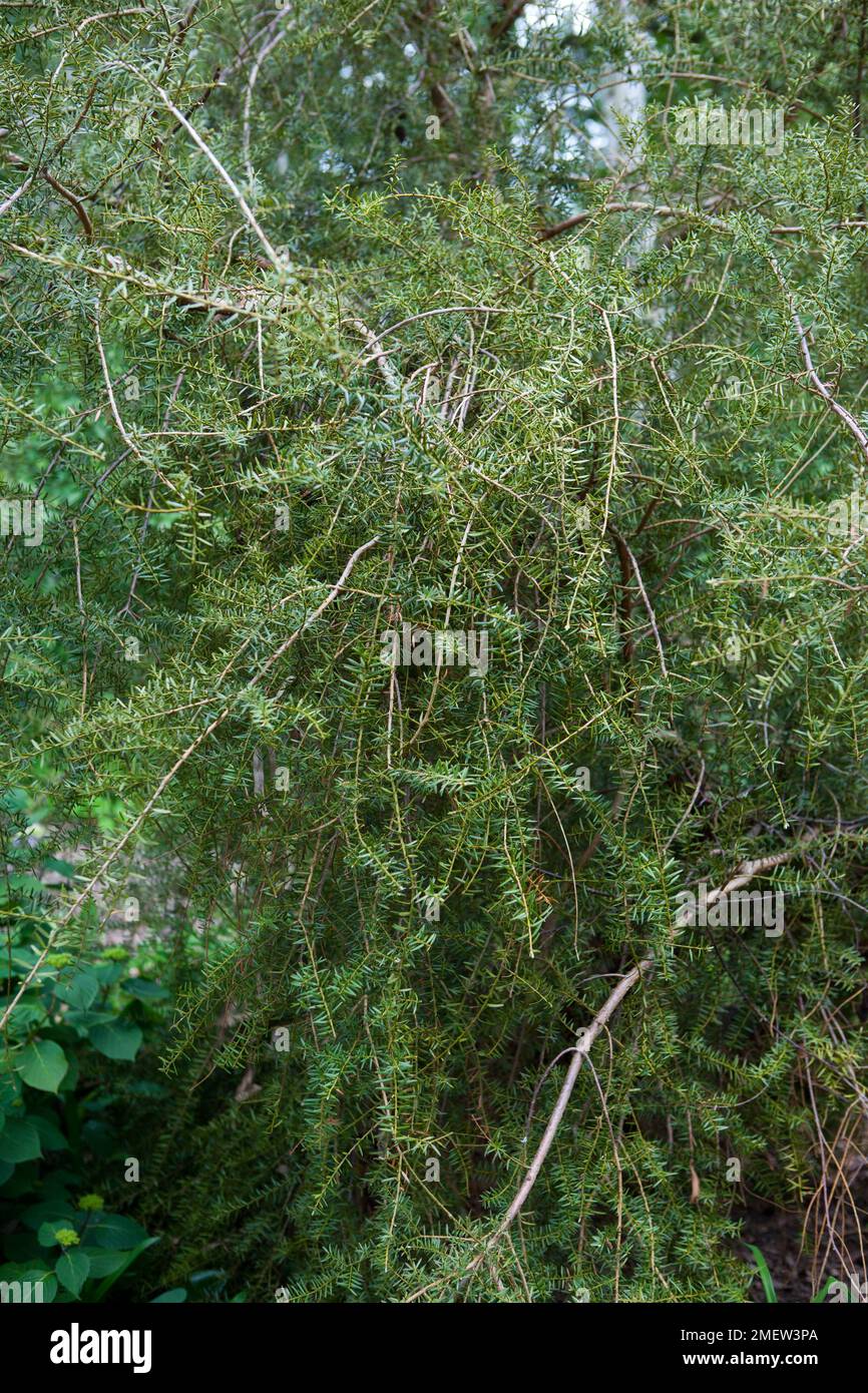 Totara leaf hi-res stock photography and images - Alamy