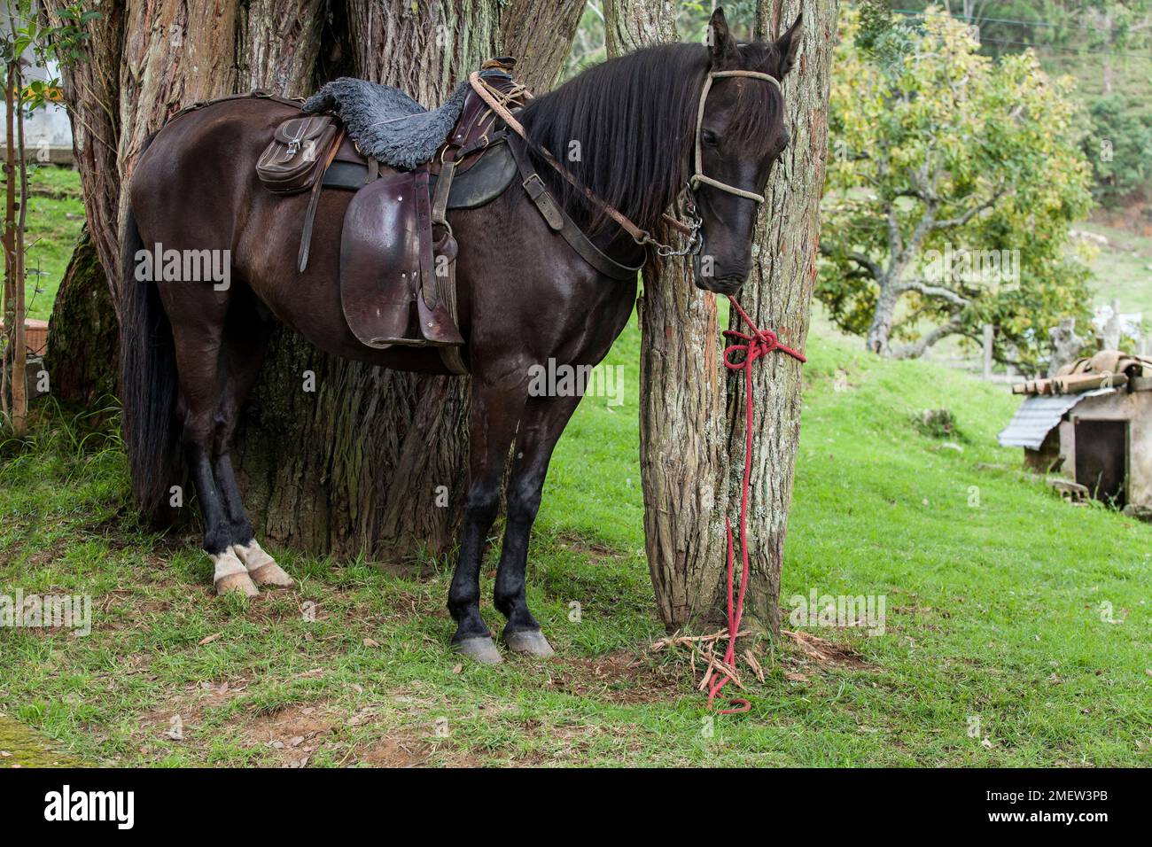 Beautiful saddled black horse; attached to a tree Stock Photo - Alamy