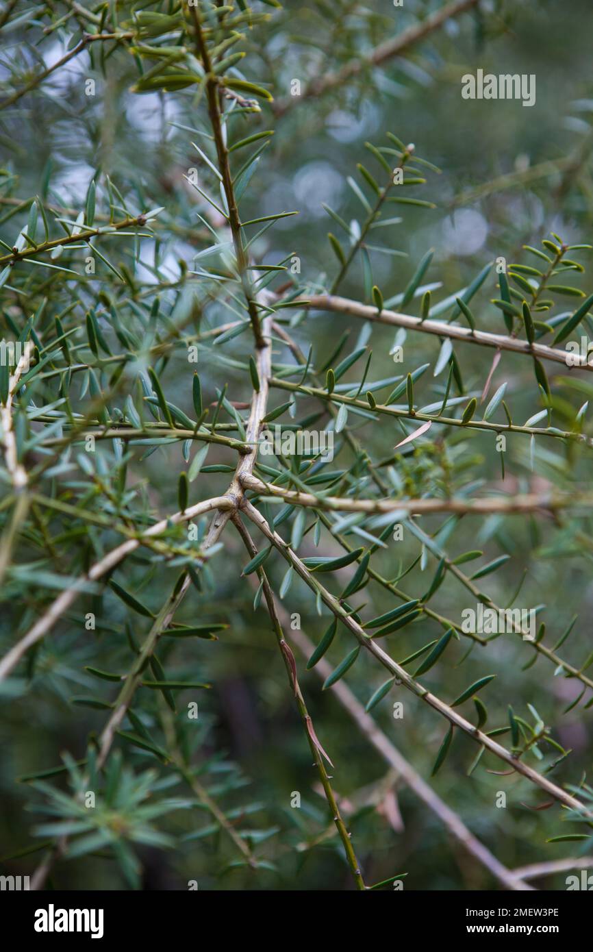 Totara leaf hi-res stock photography and images - Alamy