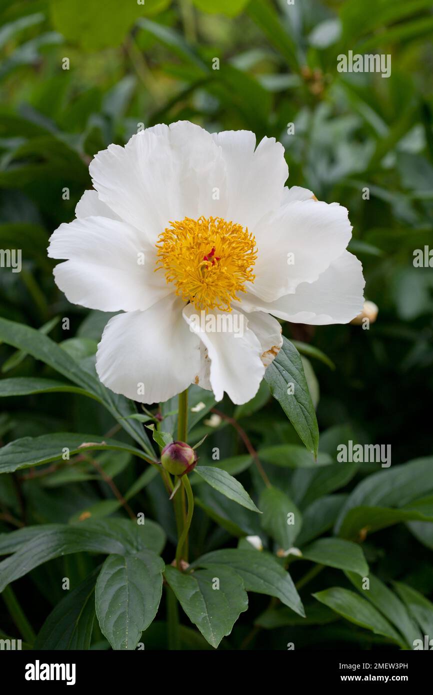 Paeonia lactiflora 'White Wings' Stock Photo - Alamy