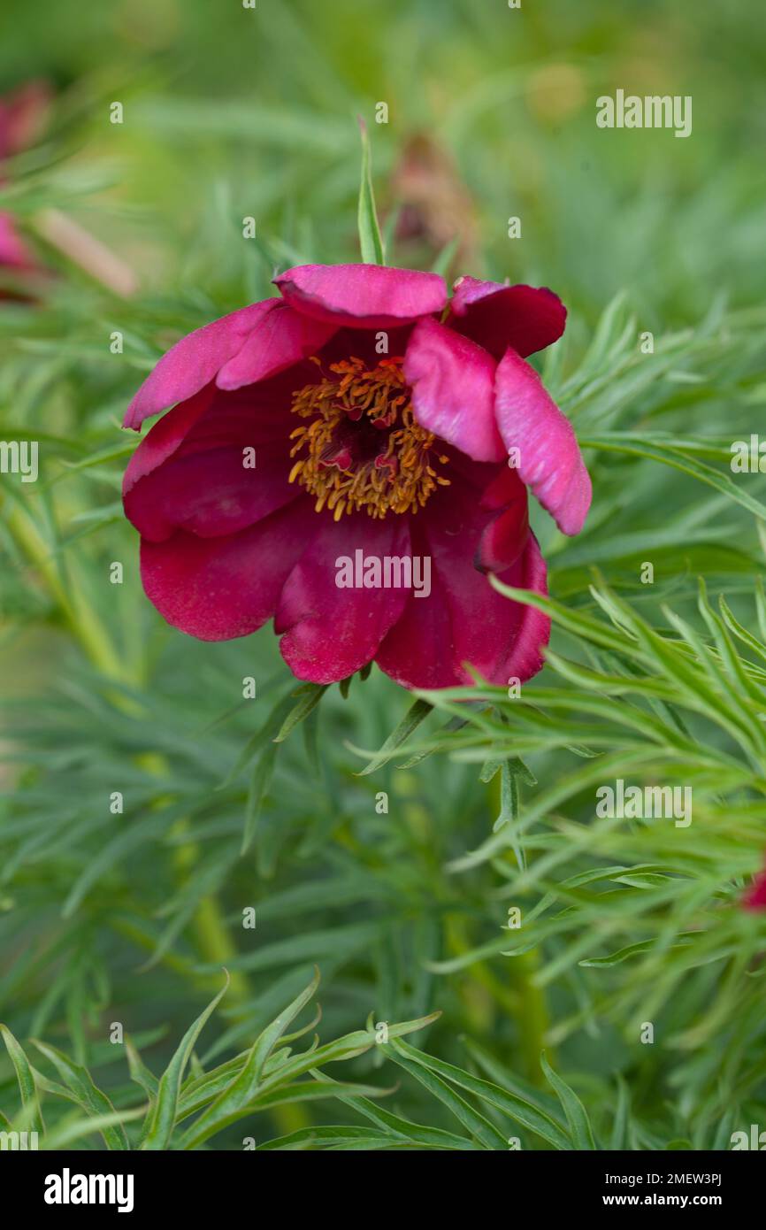 Paeonia tenuifolia flower hi-res stock photography and images - Alamy