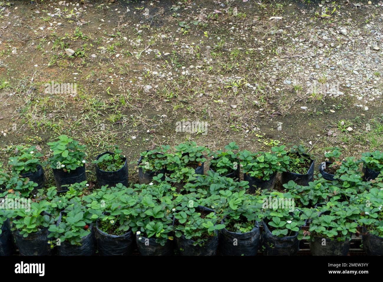 Strawberry nursery in the middle of green nature landscape Stock Photo ...