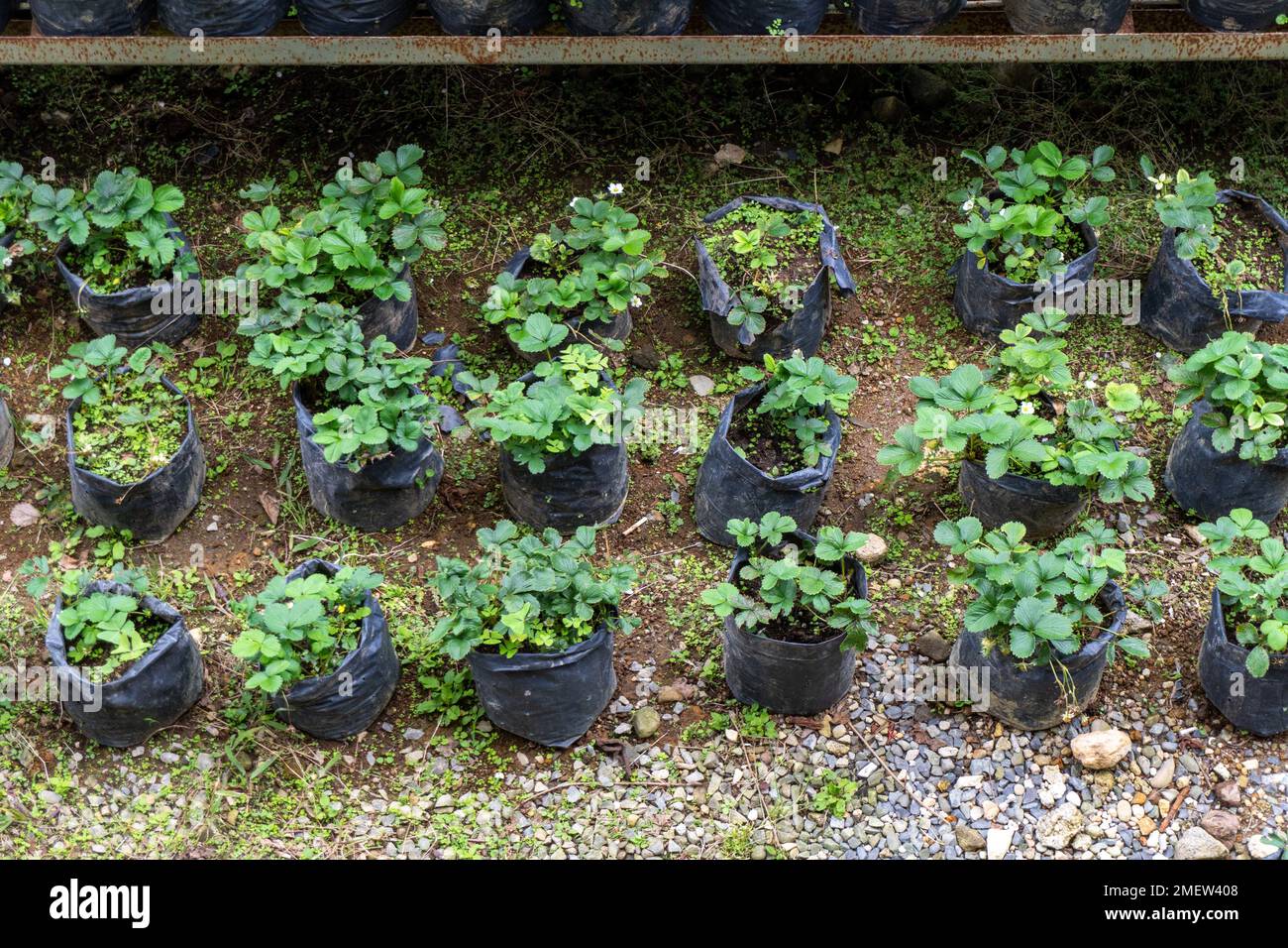 Strawberry nursery in the middle of green nature landscape Stock Photo ...