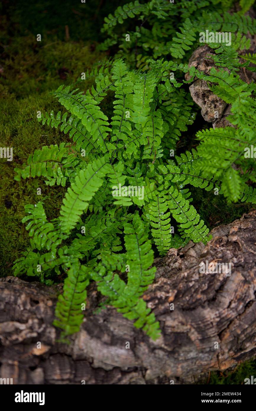 Adiantum imbricatum hi-res stock photography and images - Alamy