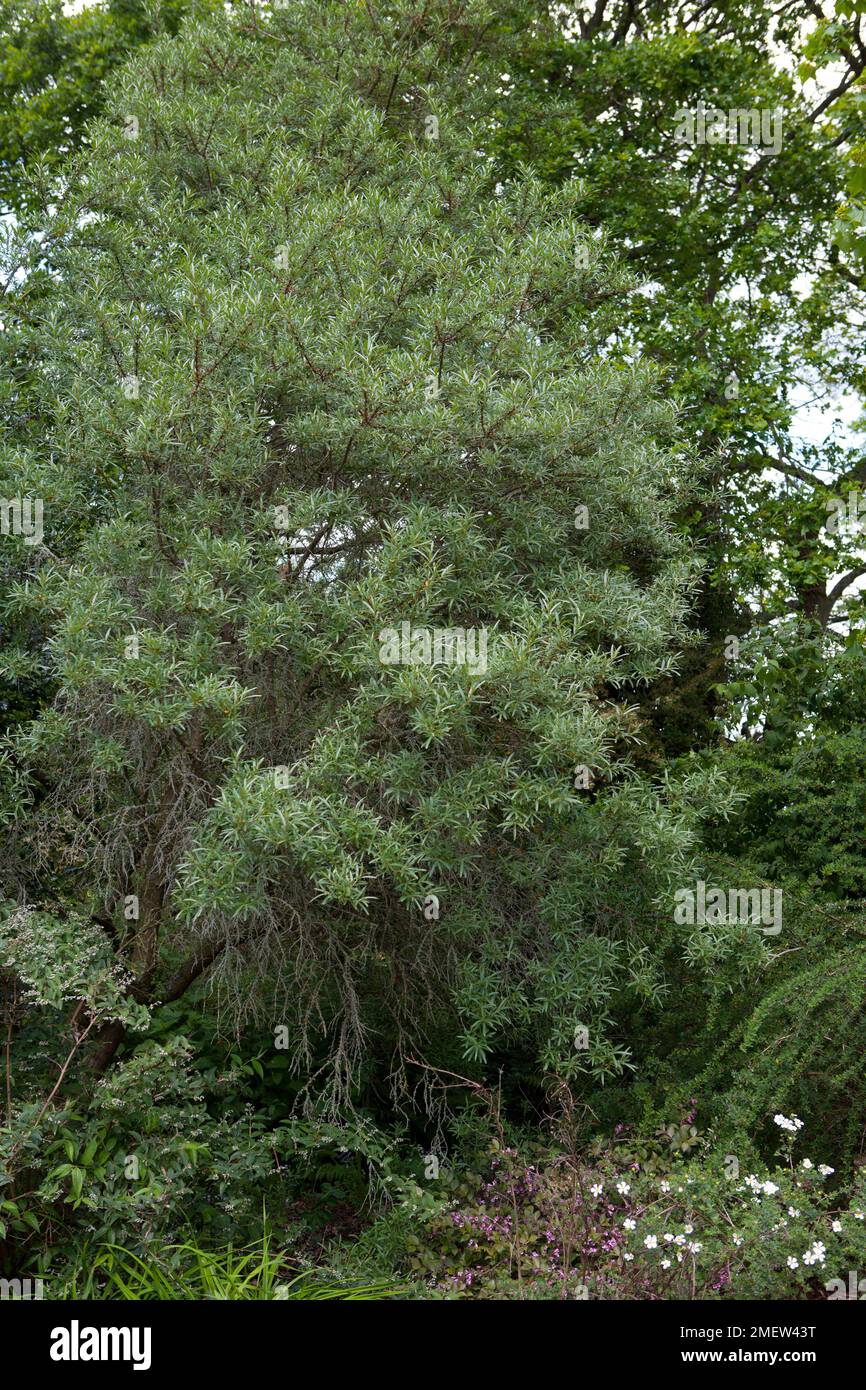 Hippophae rhamnoides 'Leikora' Stock Photo - Alamy