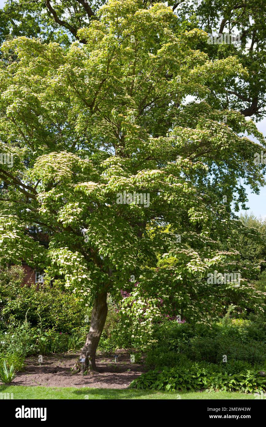 Cornus kousa leaf colour hi-res stock photography and images - Alamy