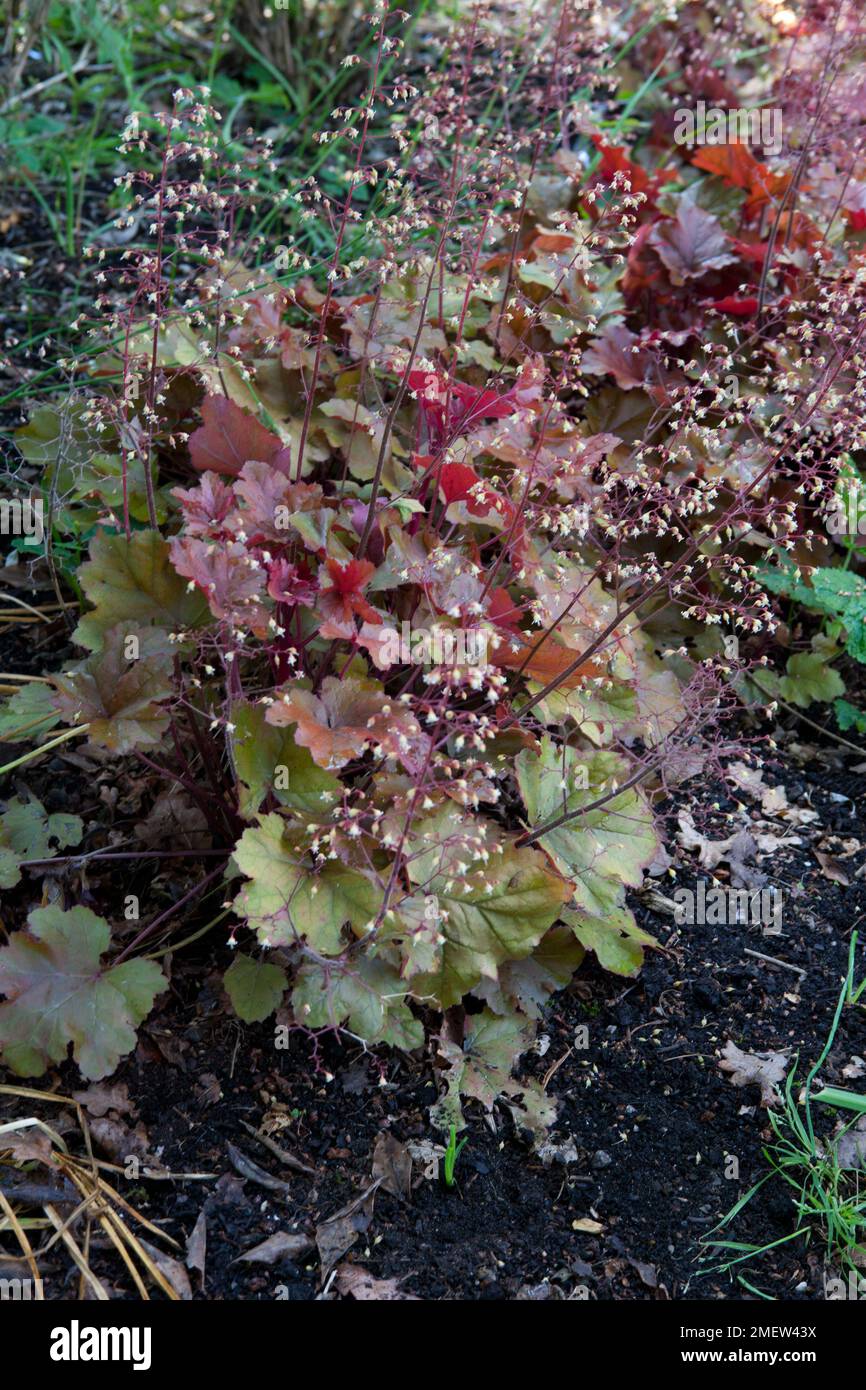Heuchera leaves and flowers hi-res stock photography and images - Alamy