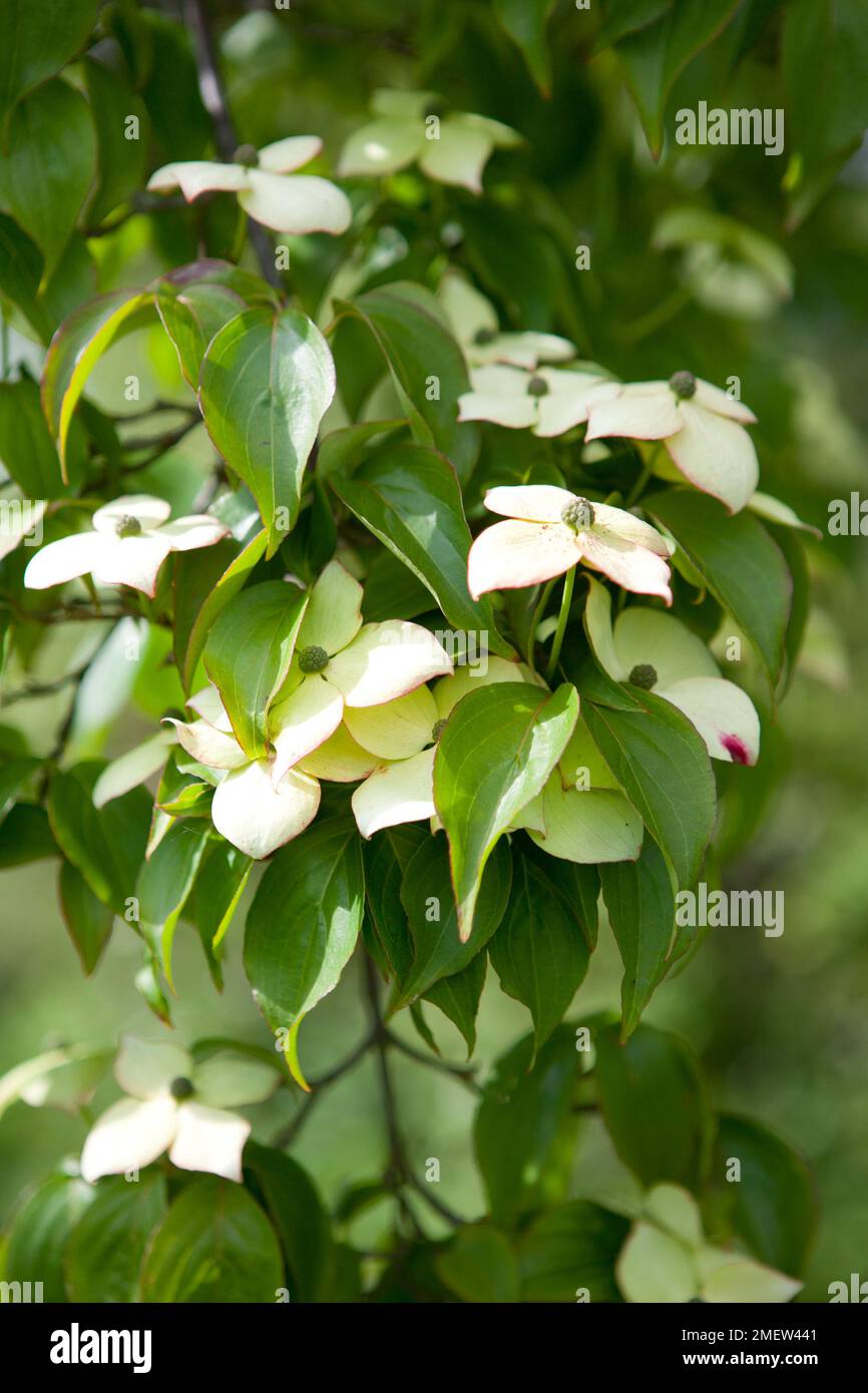 Cornus kousa leaf colour hi-res stock photography and images - Alamy